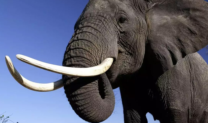 Conoce de qué tamaño son los colmillos de los elefantes | LatinOL.com ...