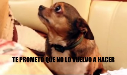 Tierno Video de Perrito casi llorando al ser regañado por la dueña ...