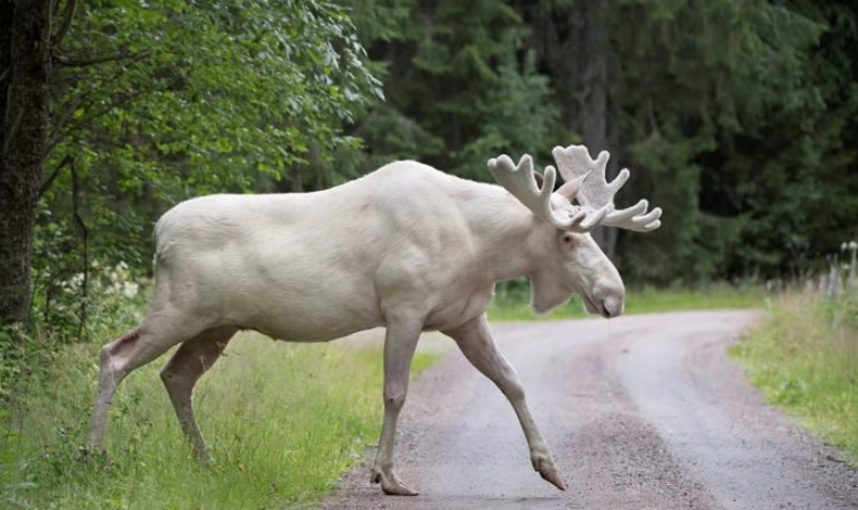 Captan en video majestuoso alce albino | LatinOL.com SpotFASHION