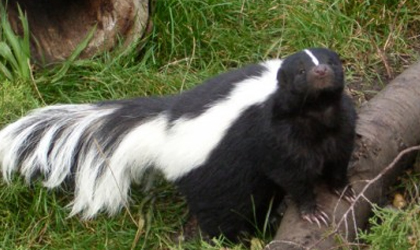 6 animales apestosos | LatinOL.com Vida Social