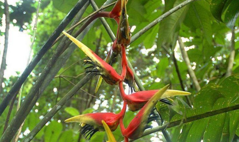 Animales Y Plantas De Panama Flora Y Fauna | Panamatour.it