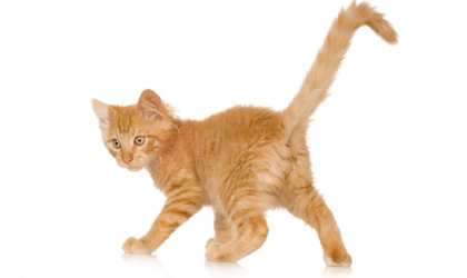 Lo que dice el movimiento de la cola de los gatos... | LatinOL.com Vida ...