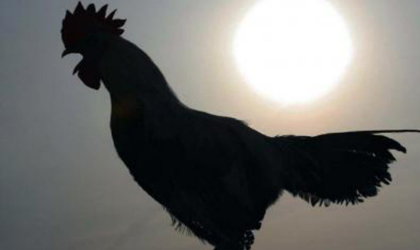 Gallo Cantando Al Amanecer