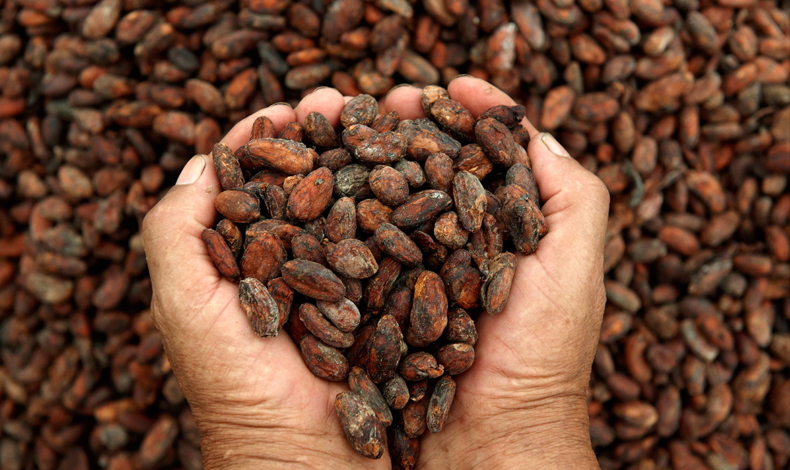 Población indígena vive mejor gracias al consumo de cacao | LatinOL.com ...
