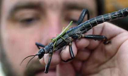 El insecto más raro del mundo | LatinOL.com Vida Social