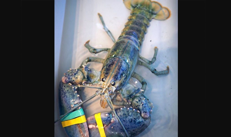 Capturan 'exótica' langosta azul en Nueva Jersey | LatinOL.com Vida Social