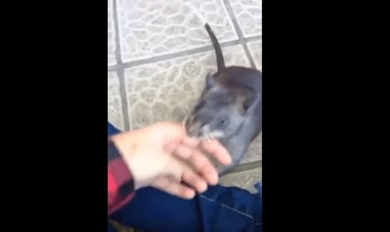 Mamá rata arrastra a humana para enseñarle su nueva cría | LatinOL.com ...