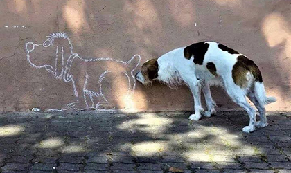 La razón detrás de los perros oliéndose las colas | LatinOL.com Vida Social