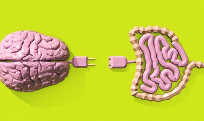 La verdad sobre el “segundo cerebro” humano | LatinOL.com Vida Social